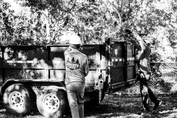 AR & OK Stump Grinding Services | Liberty Tree